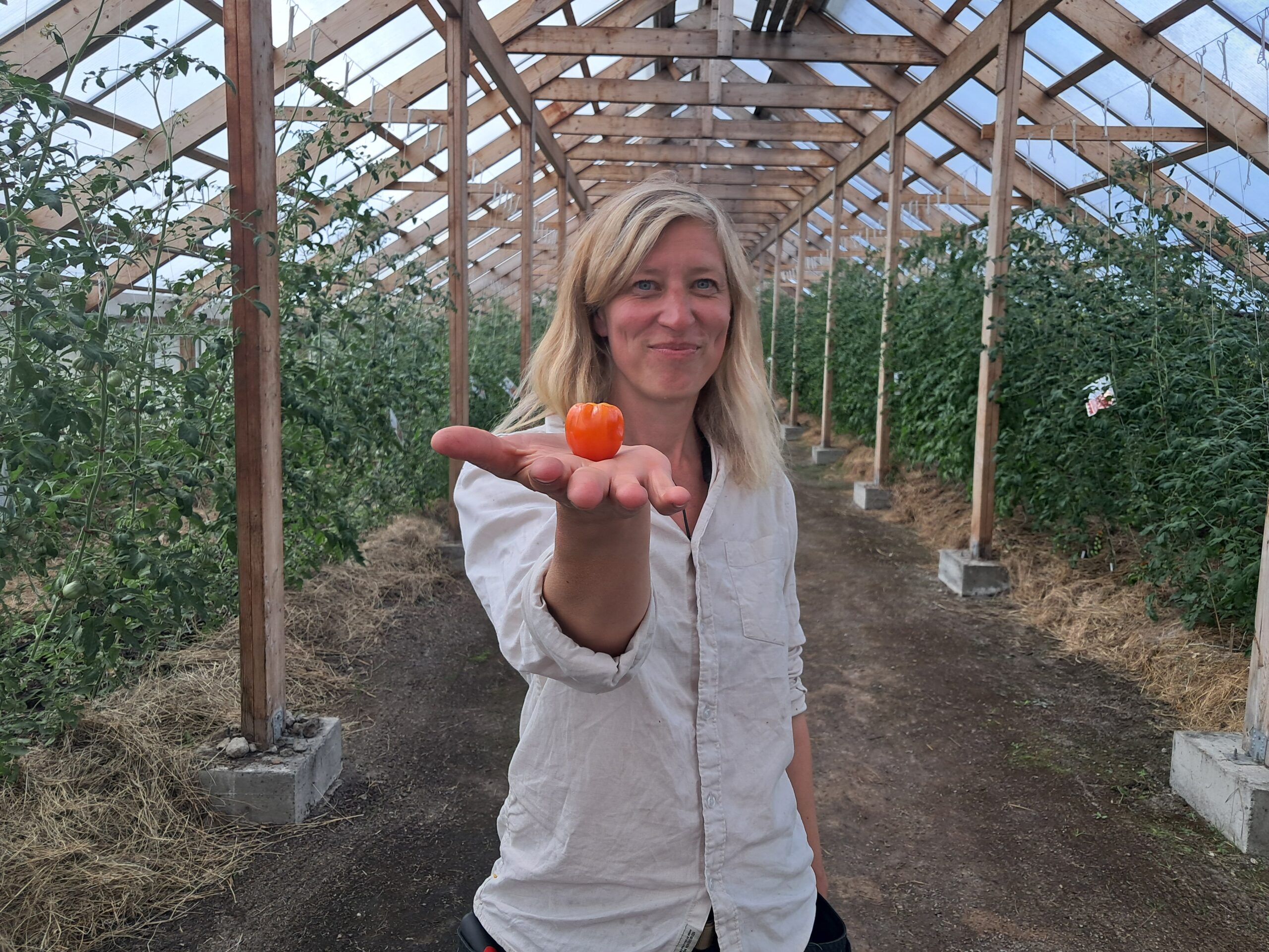 Smygstart på ETC Odlas självplock av tomater: ”Om två veckor dignar det av skörd” - ETC Solpark